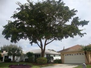 Stillman’s Experts in Tree Service - Bradenton, FL